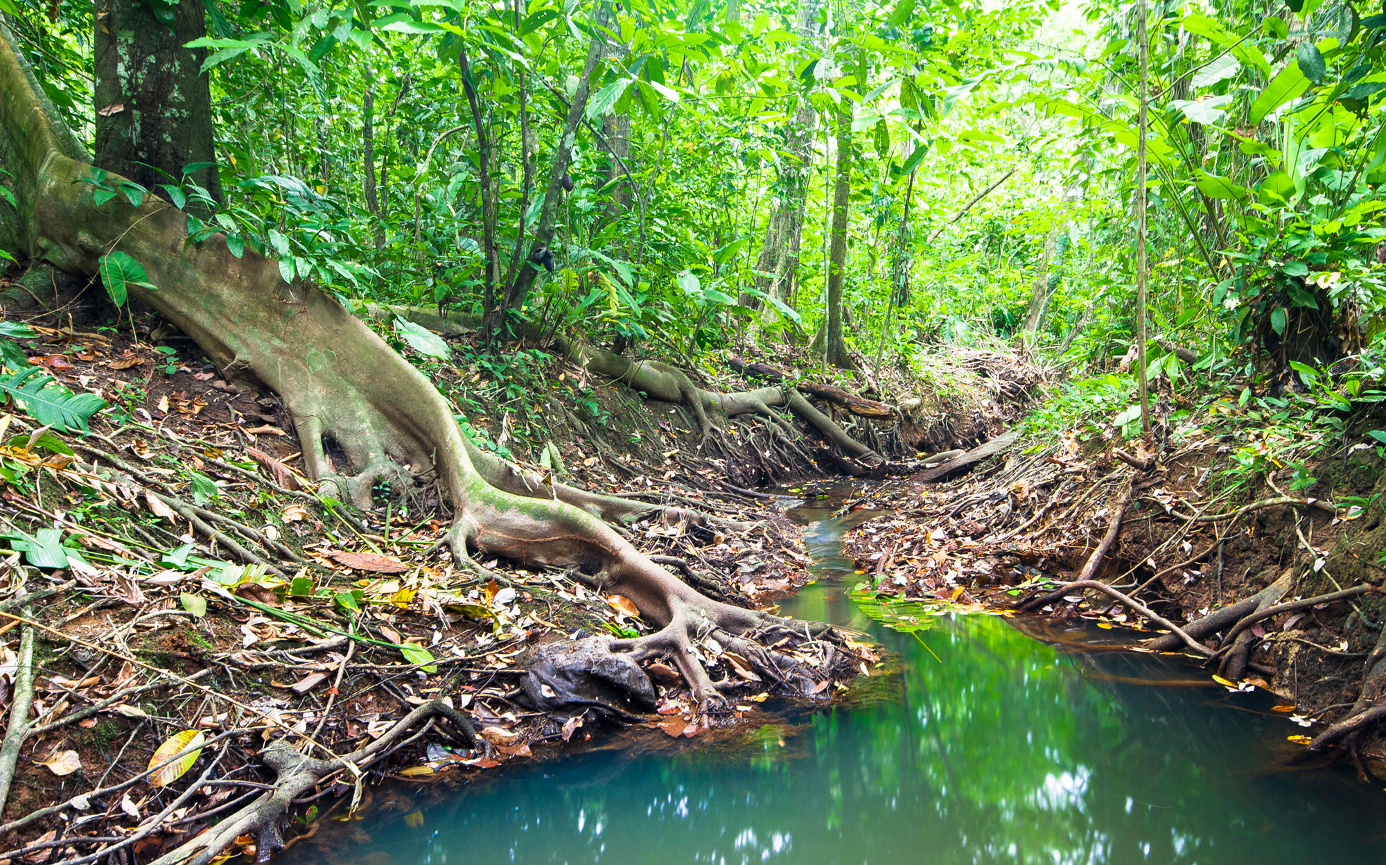Hva er en regnskog? | Skolerom.no